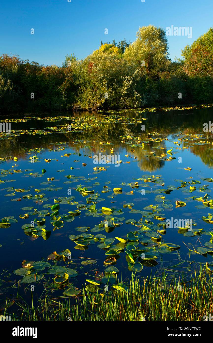 Cheadle Lake from North Shore Trail, Cheadle Lake Park, Lebanon, Oregon ...