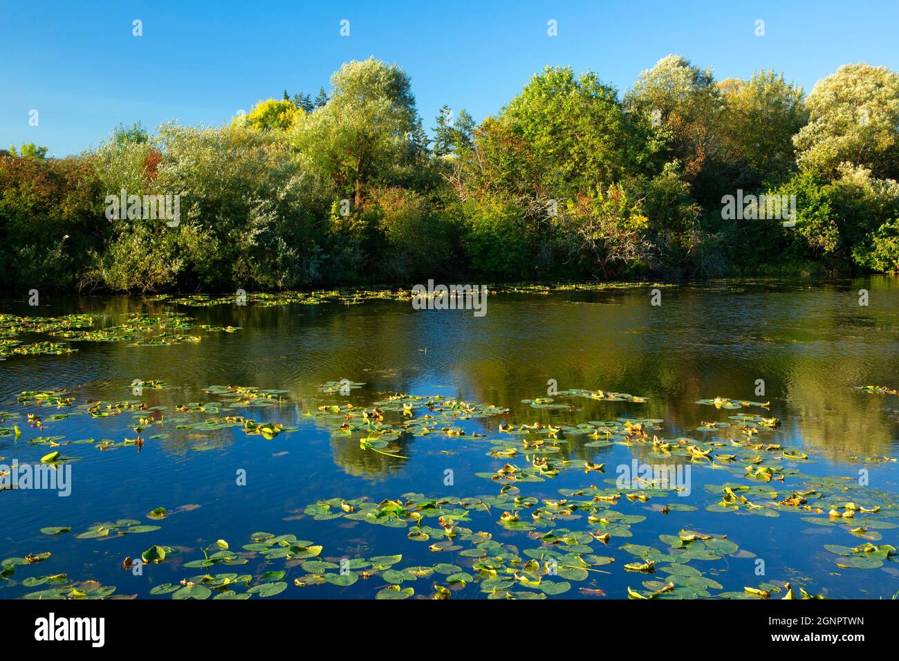 Cheadle Lake from North Shore Trail, Cheadle Lake Park, Lebanon, Oregon ...