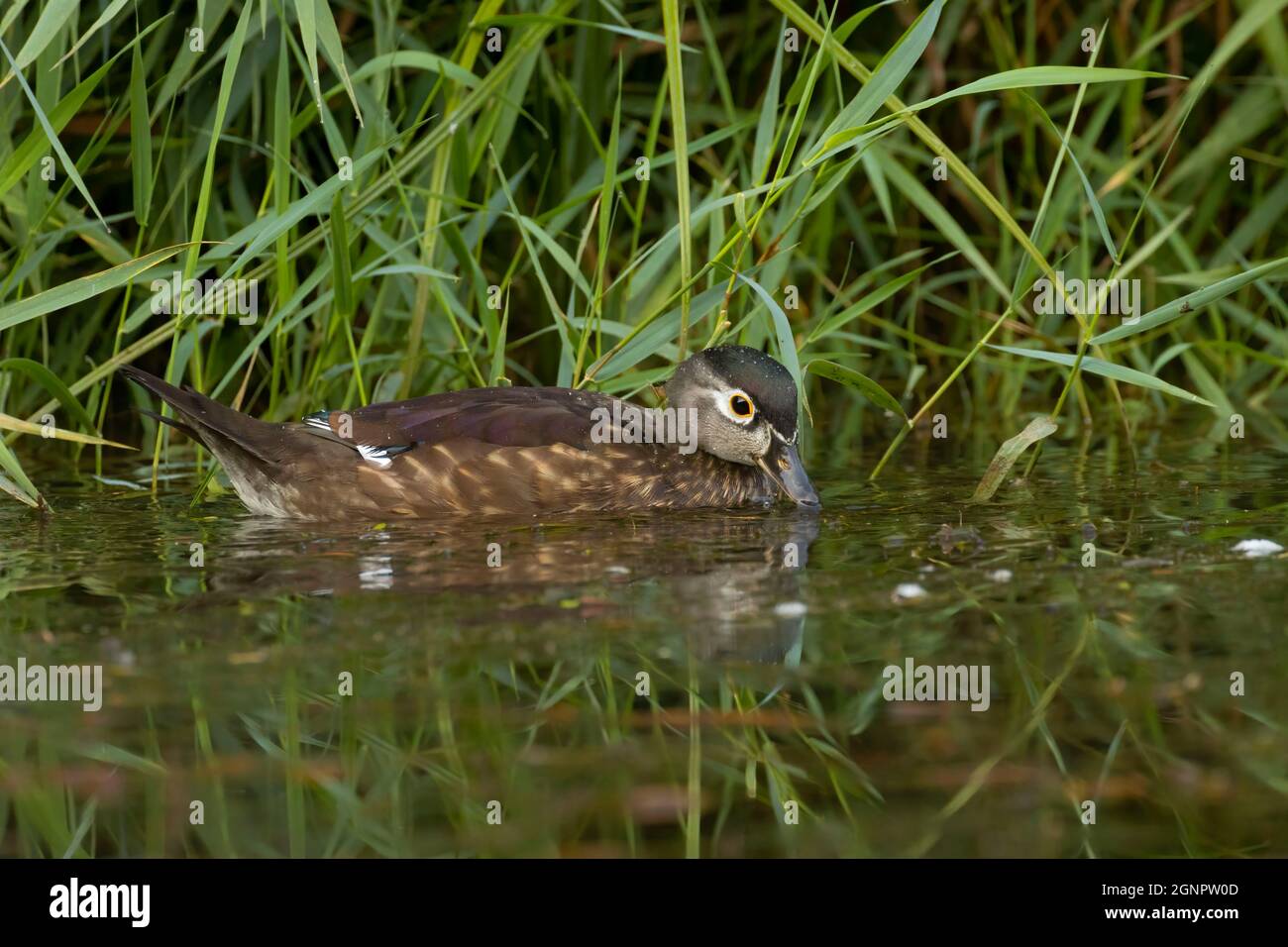 Silverton reservoir hi-res stock photography and images - Alamy
