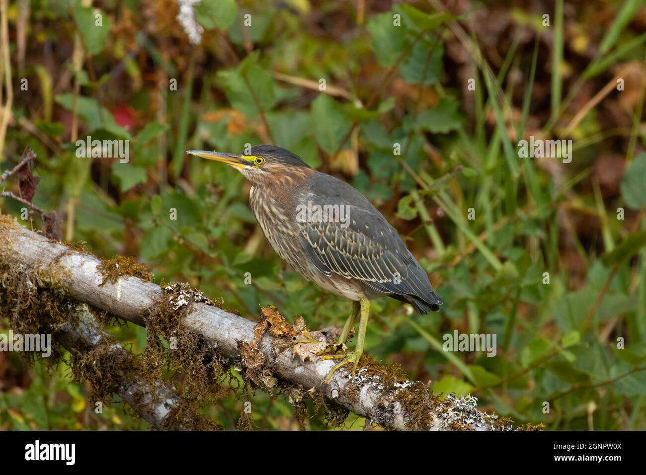 Silverton Reservoir High Resolution Stock Photography and Images - Alamy