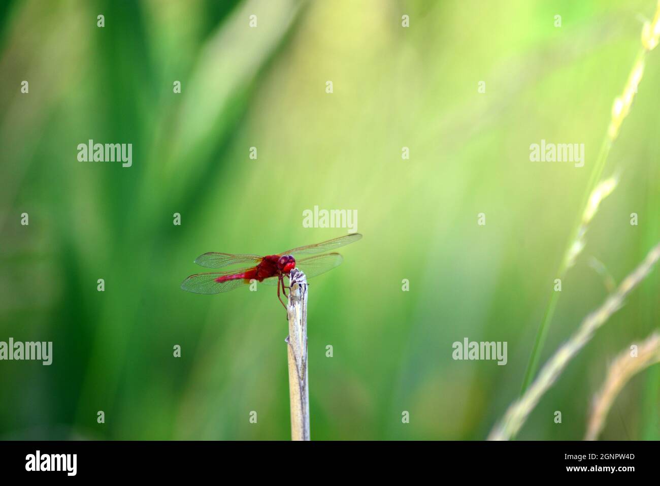 Reed stalk hi-res stock photography and images - Alamy