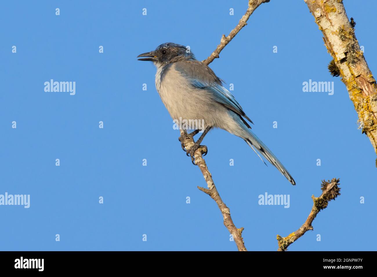 California Scrub-Jay (Aphelocoma californica), Ankeny National Wildlife ...