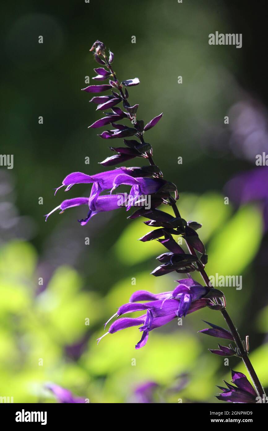 Lime Green And Purple Flowers