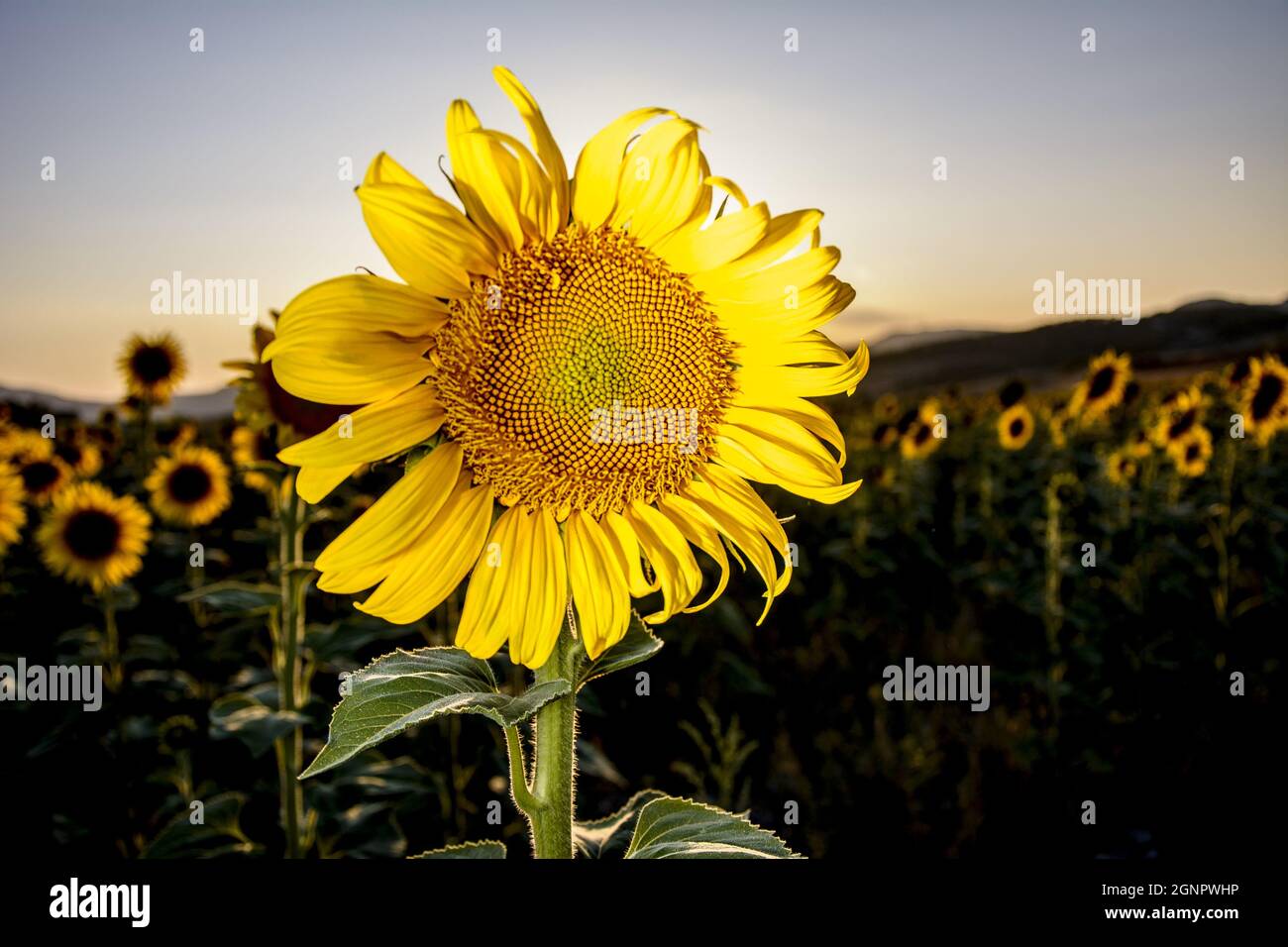 Closeup of a sunflower in a field under the sunlight with a blurry ...