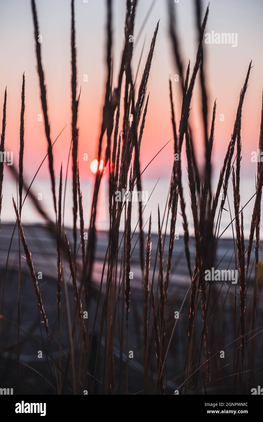Grass on a beach surrounded by the sea during a beautiful sunset in ...