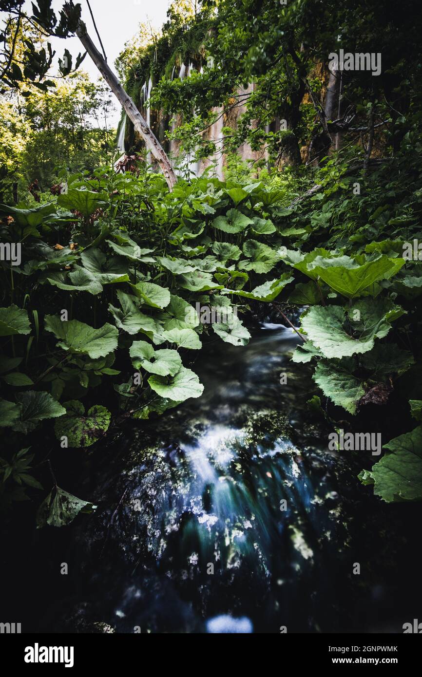 Stream with long exposure surrounded by greenery in Plitvice Lakes ...