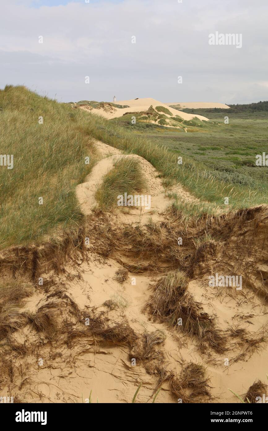 Vertical shot of a grassy and sandy landscape at the beach near Rubjerg ...