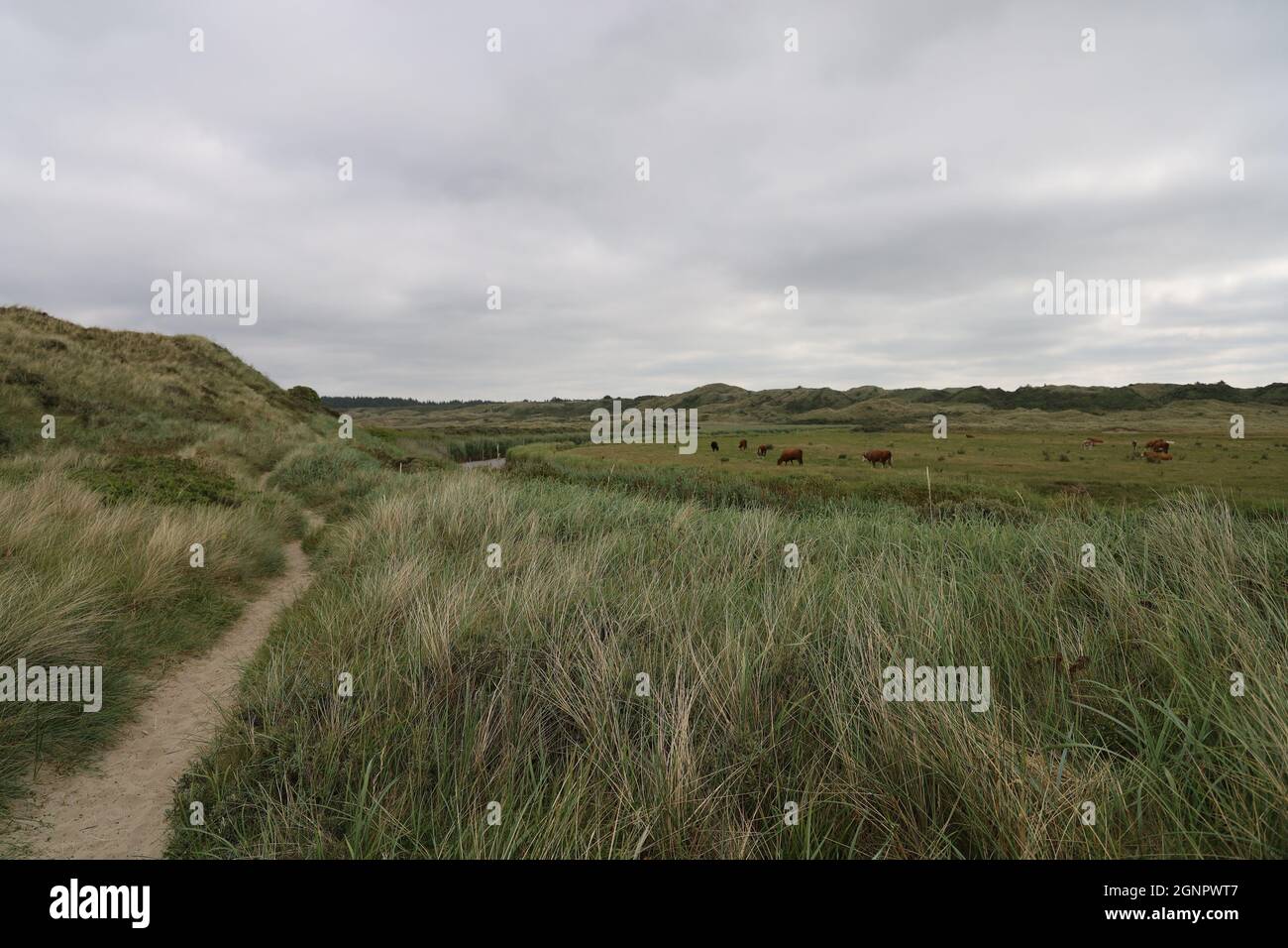 Grassy coast landscape on a cloudy day at the Kaersgaard beach Stock ...