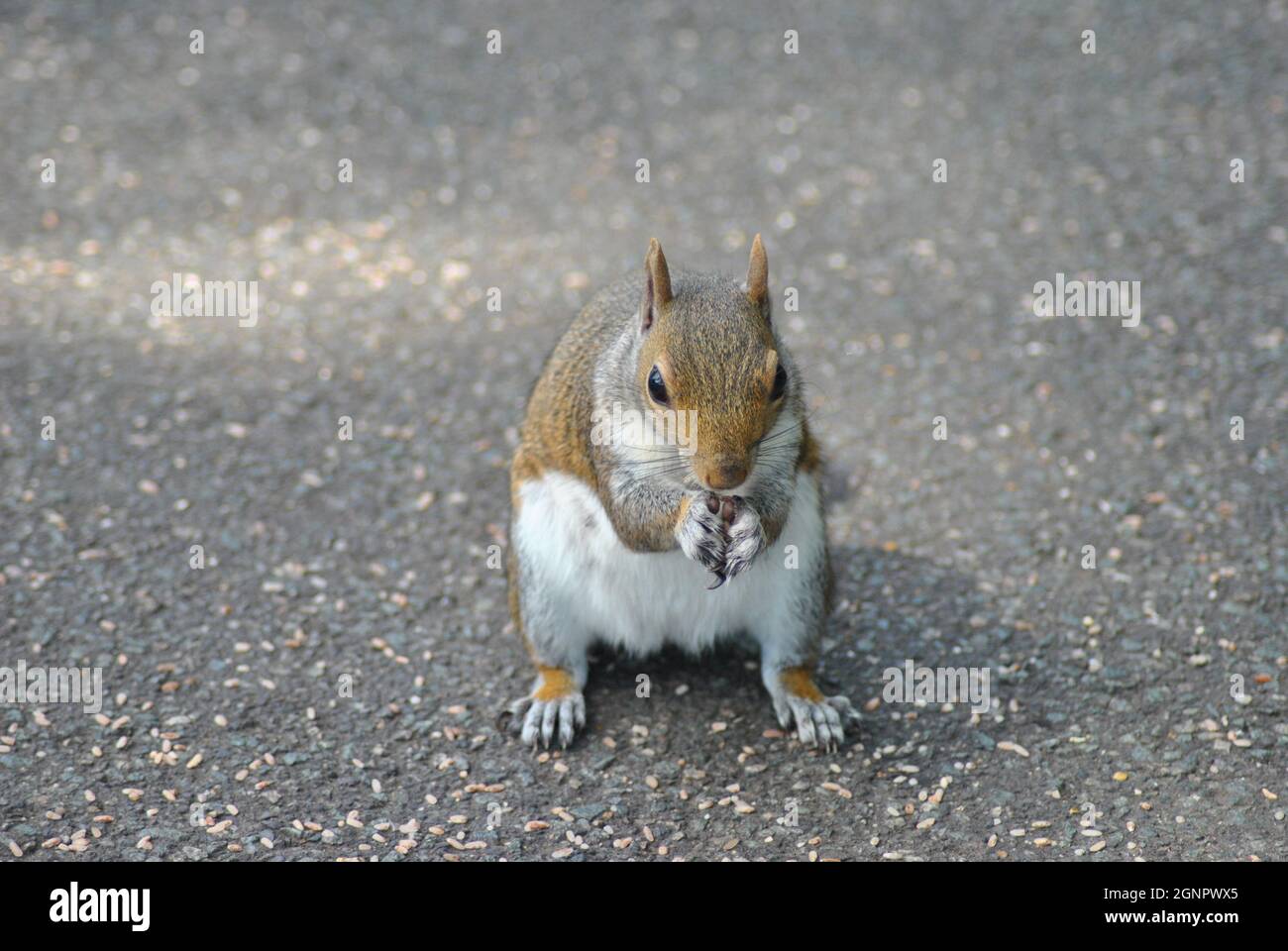 Forward facing squirrel hi-res stock photography and images - Alamy