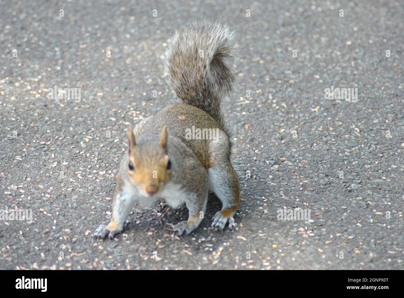 Forward facing squirrel hi-res stock photography and images - Alamy