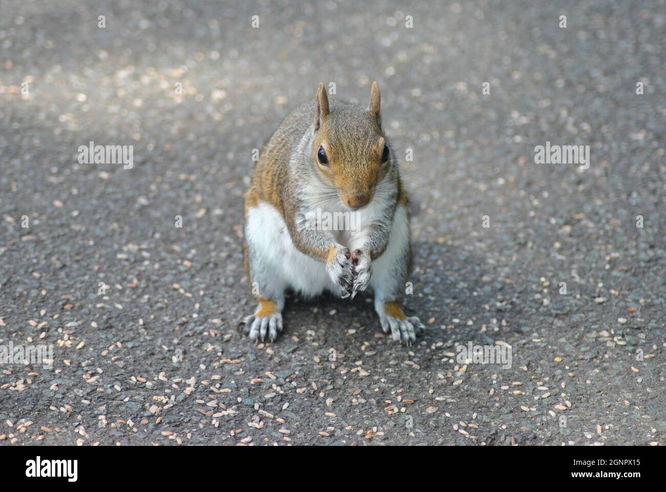 Forward facing squirrel hi-res stock photography and images - Alamy