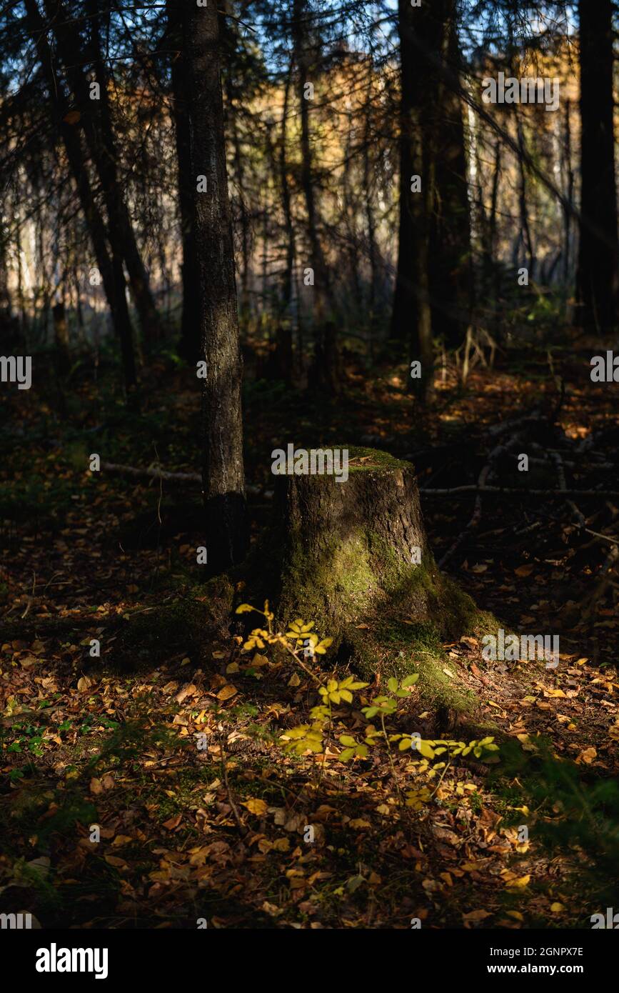 Illuminated tree shade background hi-res stock photography and images ...