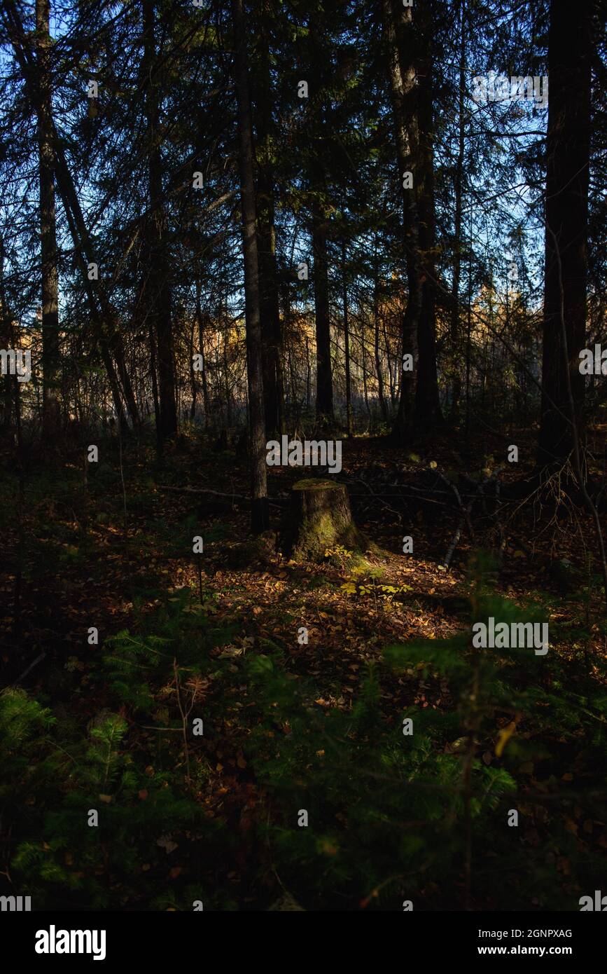 Illuminated tree shade background hi-res stock photography and images ...