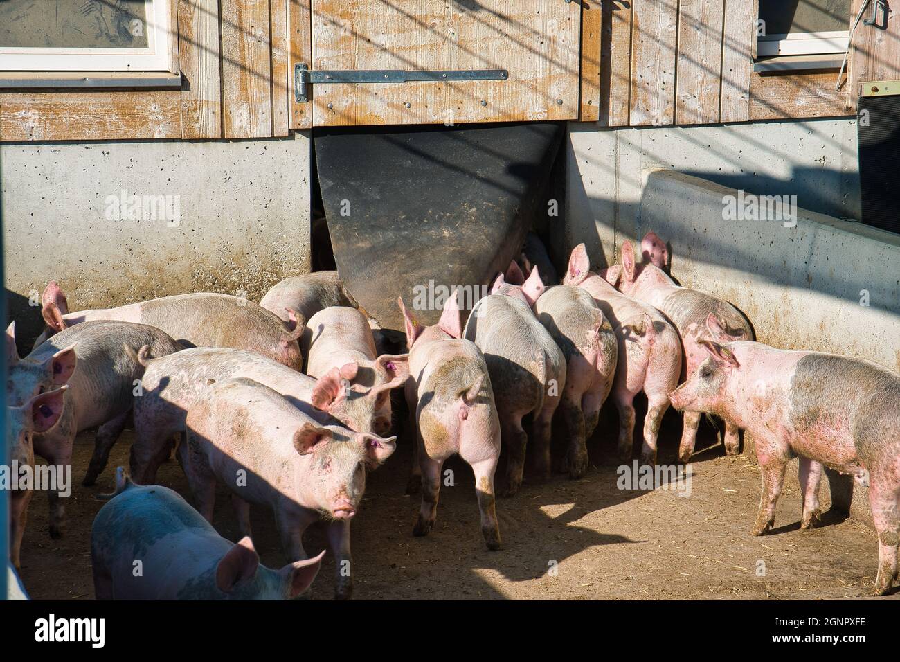Wooden pigsty hi-res stock photography and images - Alamy