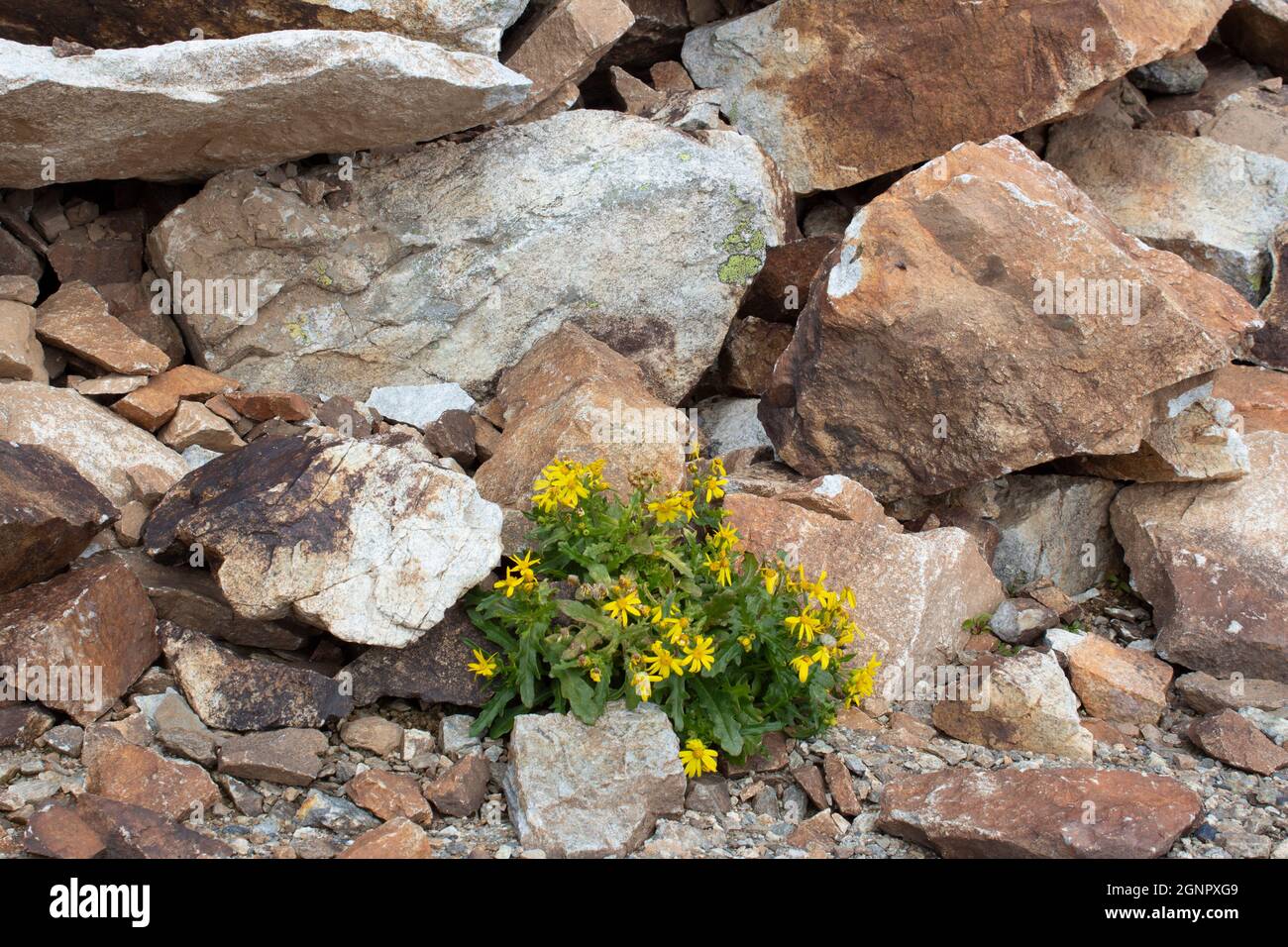 Yellow flowers growing rocks hi-res stock photography and images - Alamy