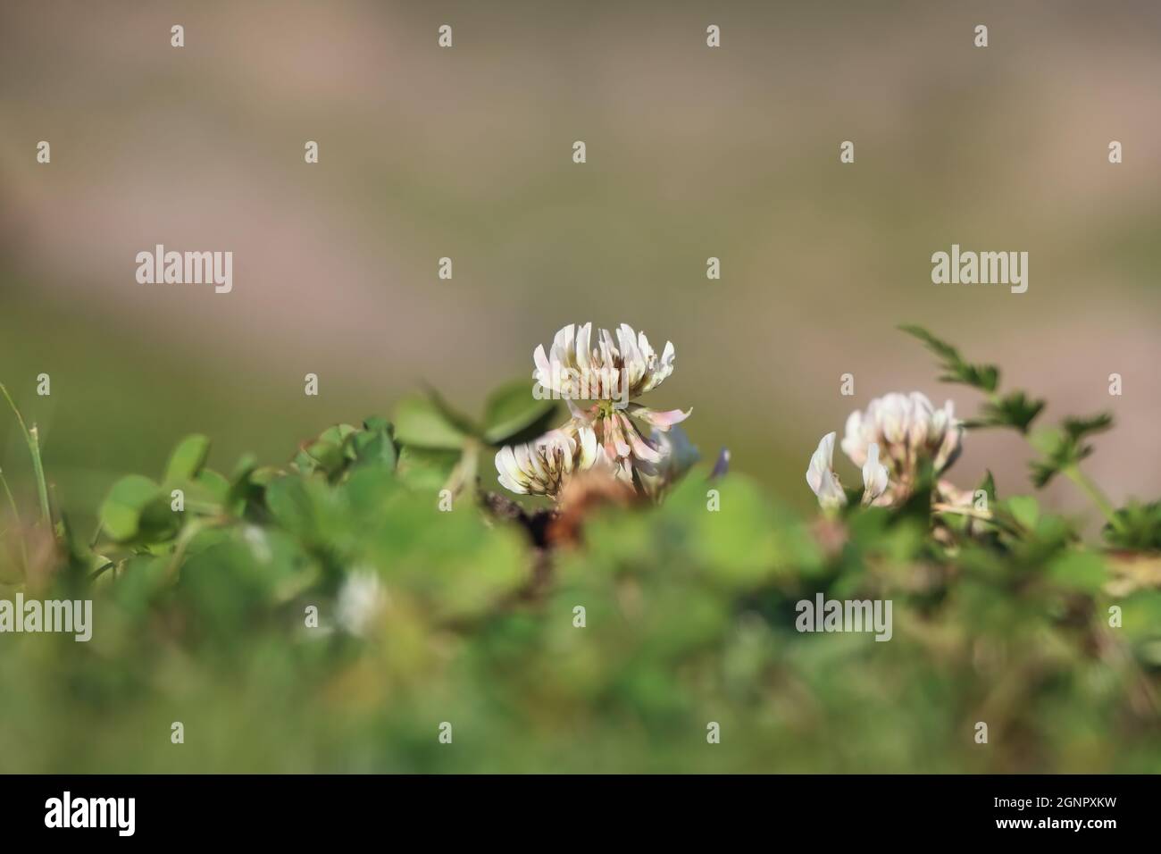 White mountain bluet hi-res stock photography and images - Alamy