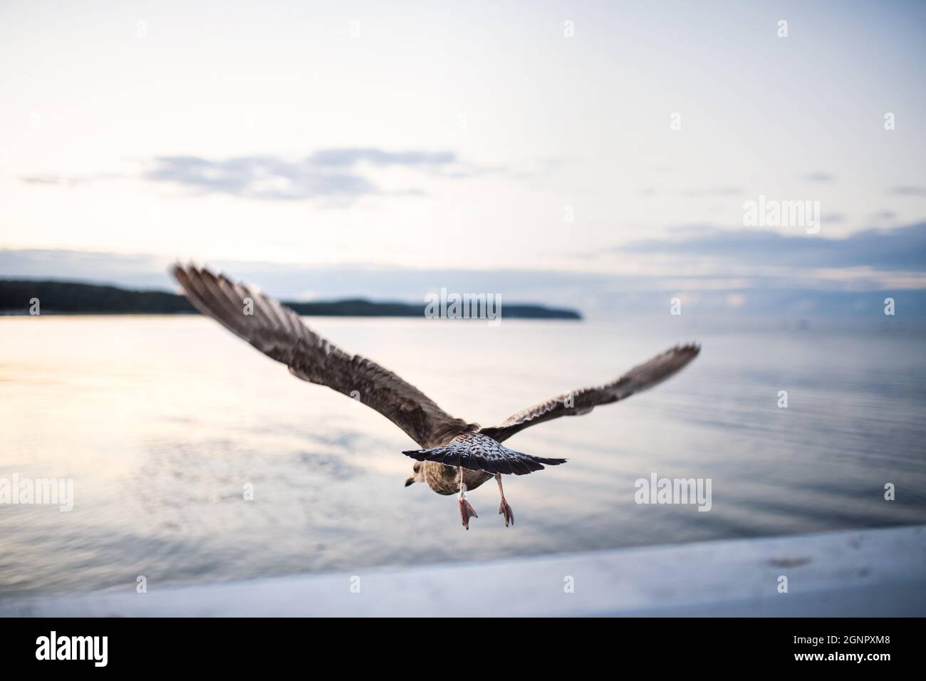 Rear view of seagull flying over sea Stock Photo - Alamy