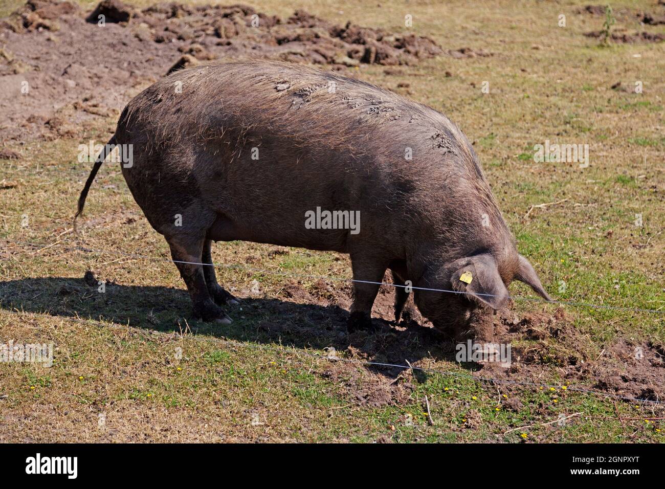 a very large pig digging in the mud with its nose Stock Photo - Alamy