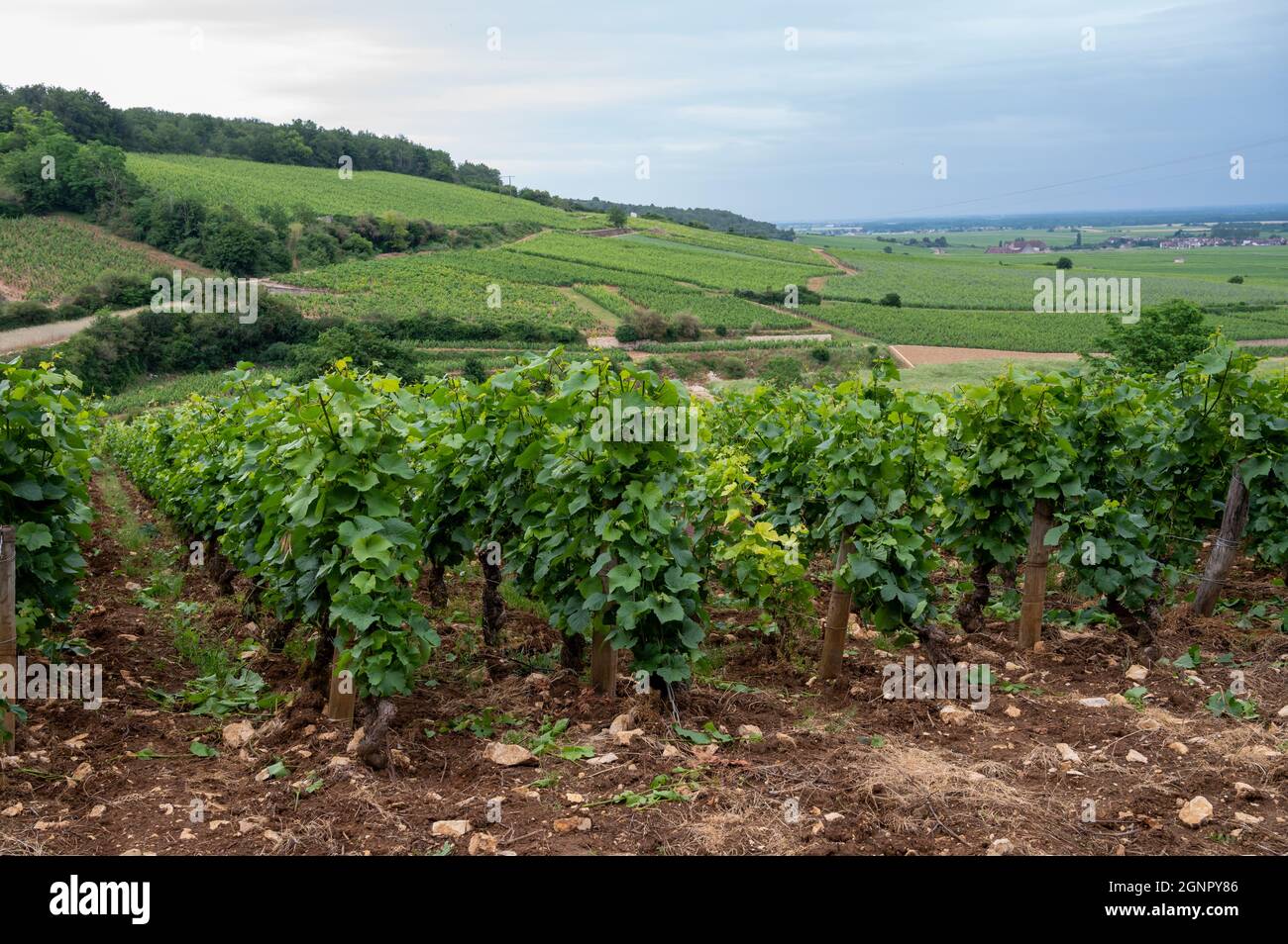 Green grand cru and premier cru vineyards with rows of pinot noir ...