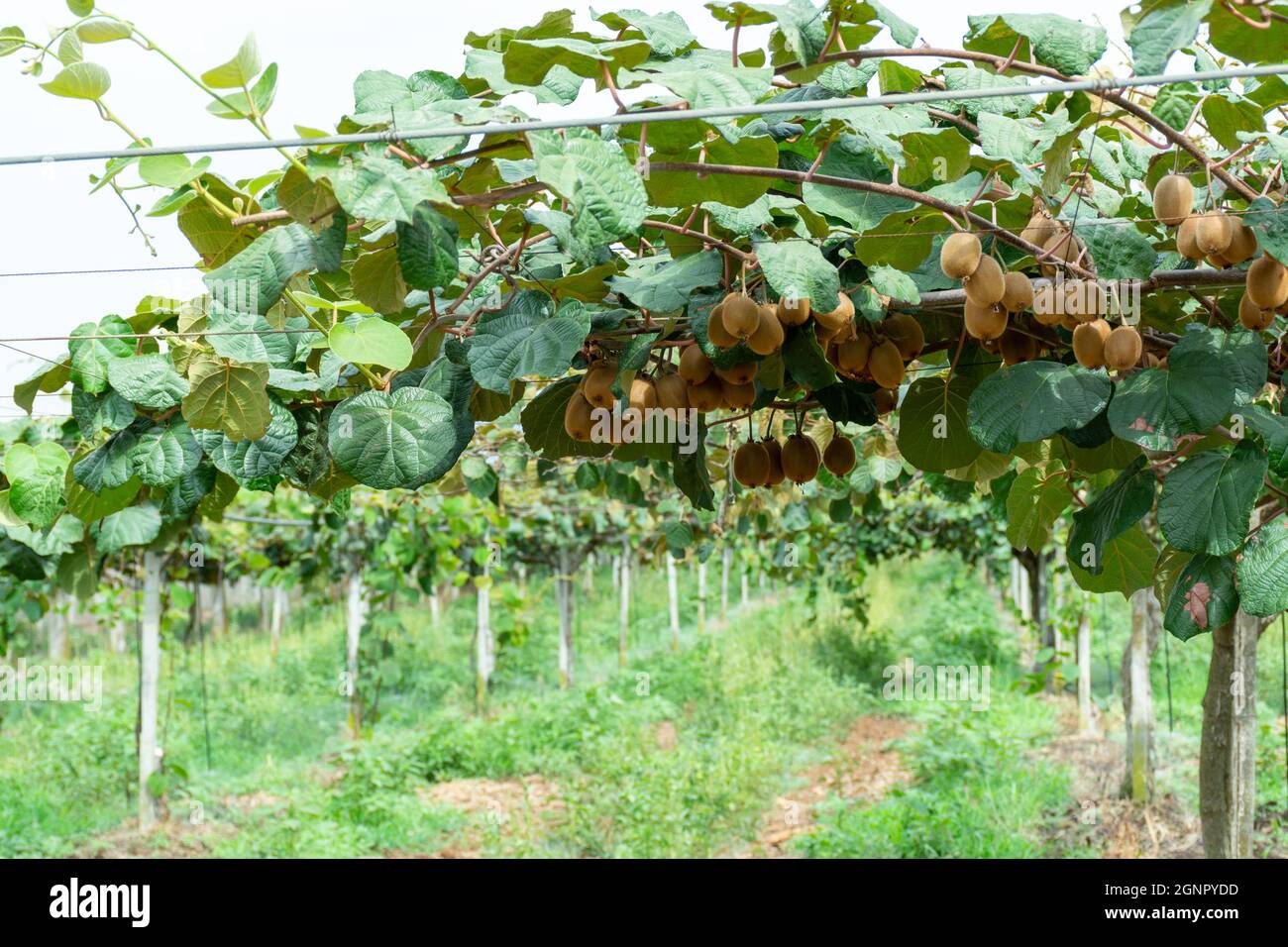 New harvest of ripe green kiwi fruits in orchard, kiwi plantations in ...