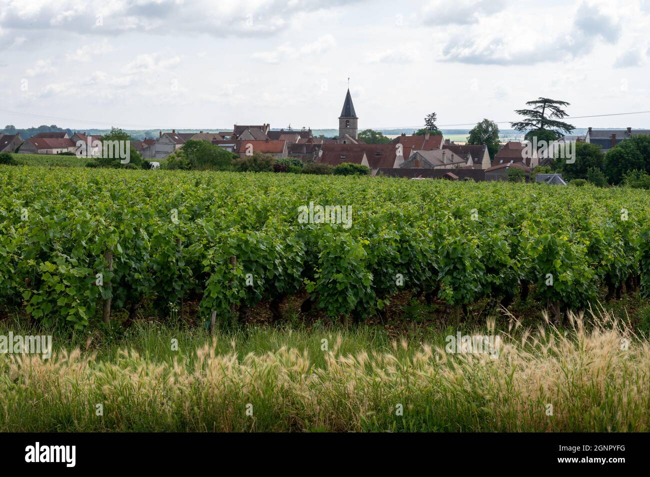 Green grand cru and premier cru vineyards with rows of pinot noir ...