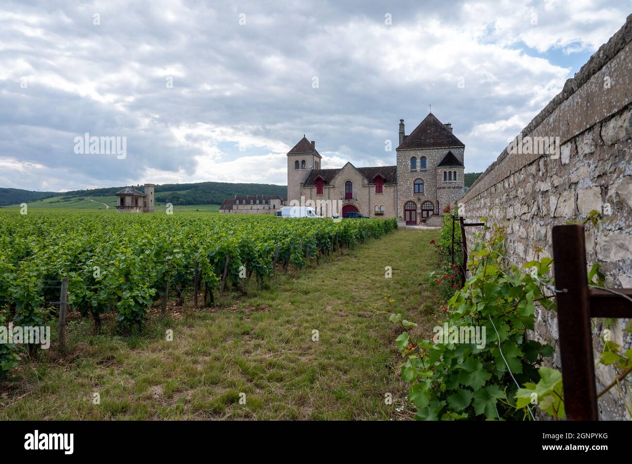 Green walled grand cru and premier cru vineyards with rows of pinot ...