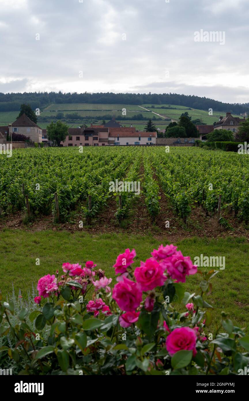 Green grand cru and premier cru vineyards with rows of pinot noir ...