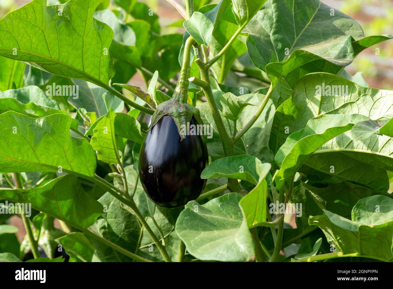 Vegetables farm with rows of eggplants plants with ripe violet fruits ...