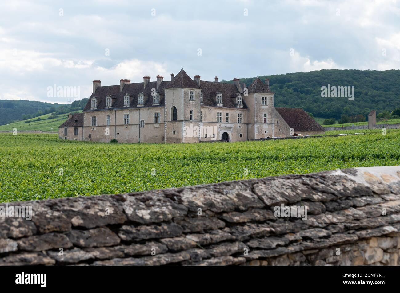 Green walled grand cru and premier cru vineyards with rows of pinot ...