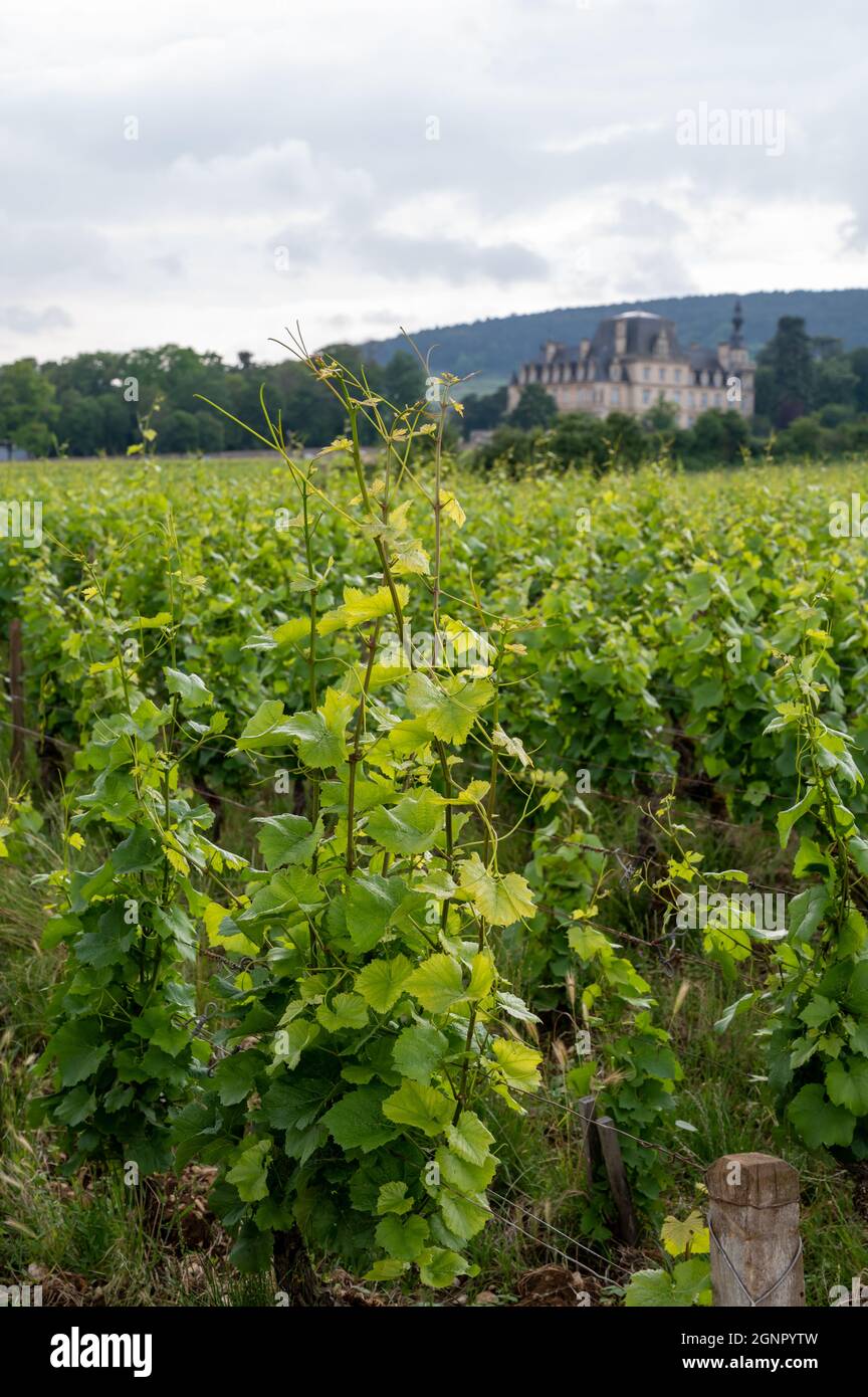 Green grand cru and premier cru vineyards with rows of pinot noir ...