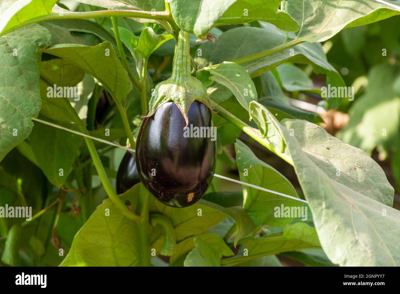 Vegetables farm with rows of eggplants plants with ripe violet fruits ...