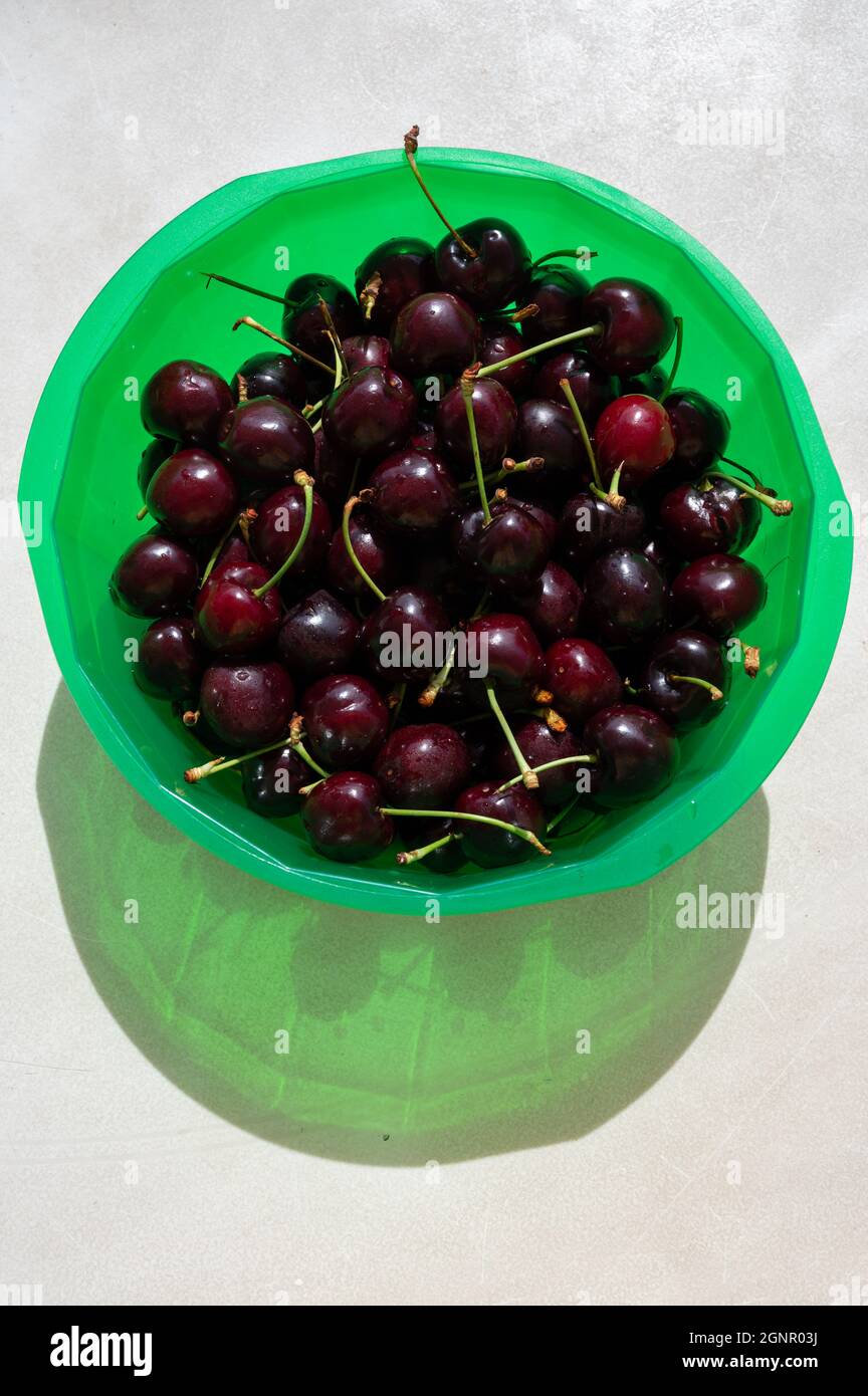 New harvest of fresh ripe dark red cherry berry in Provence, France ...