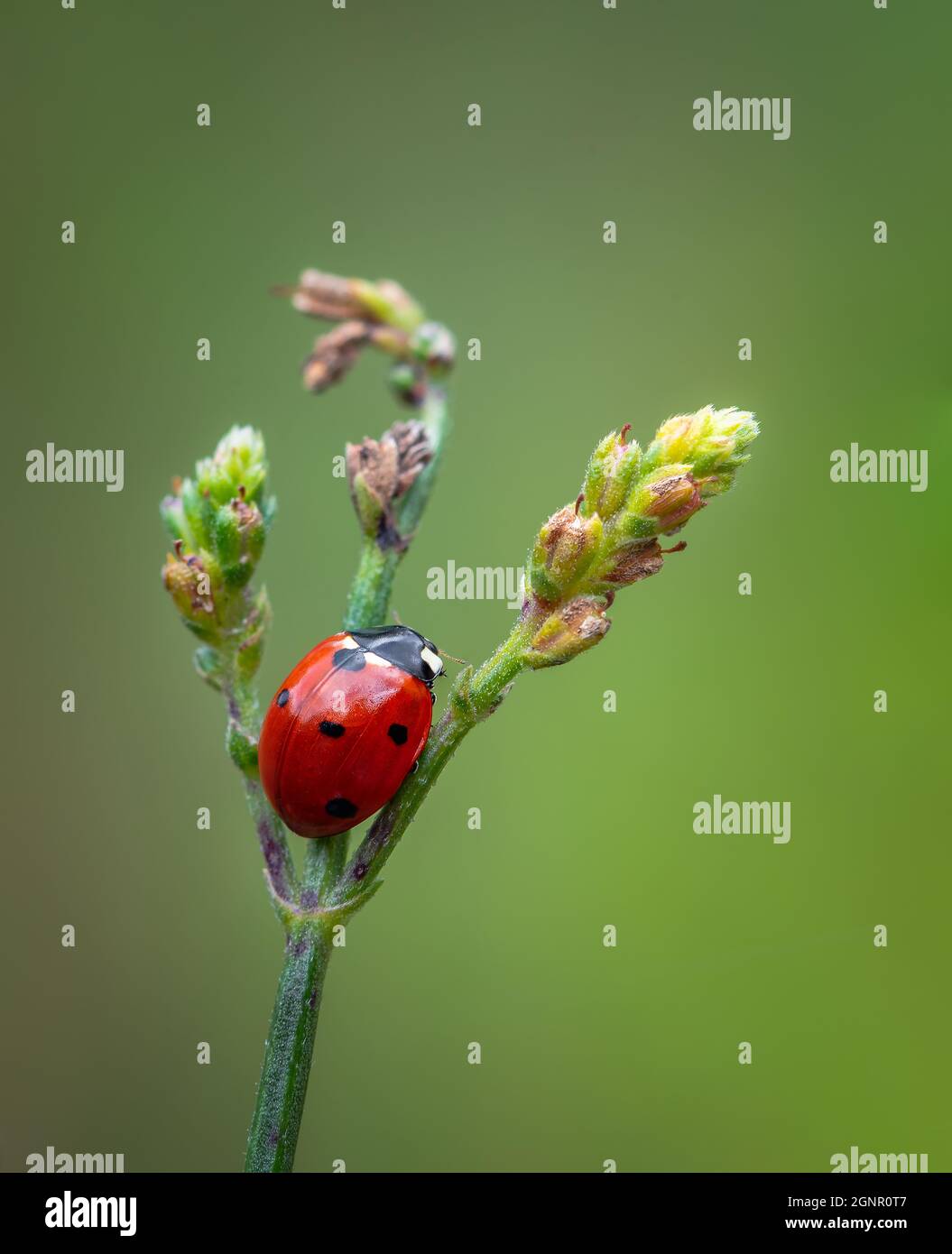 Red ladybug insect sitting on a flower, close-up photo of red ...