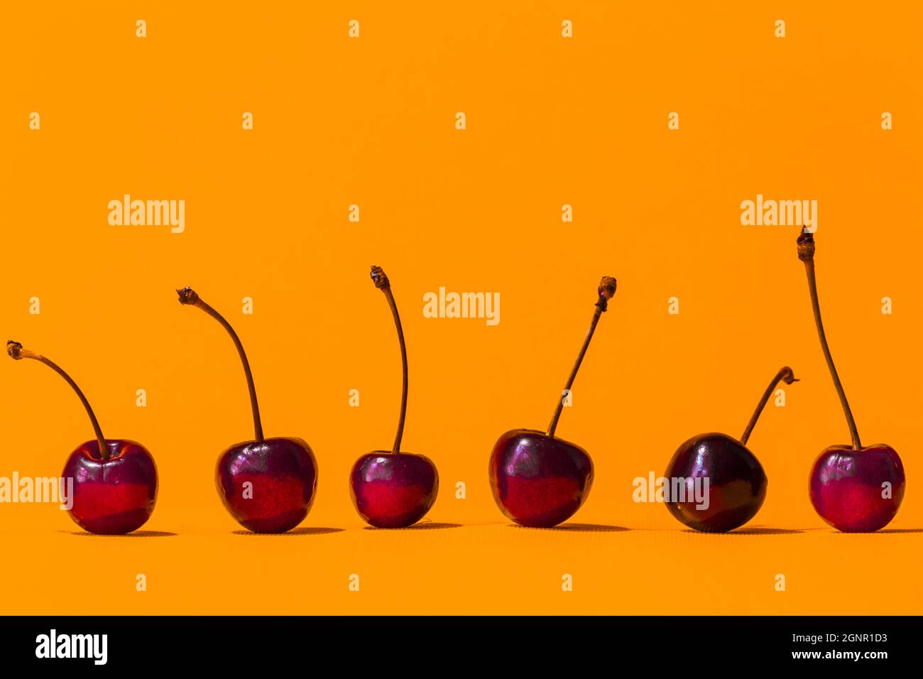 Ripe cherries stand in a row against a bright orange background Stock ...