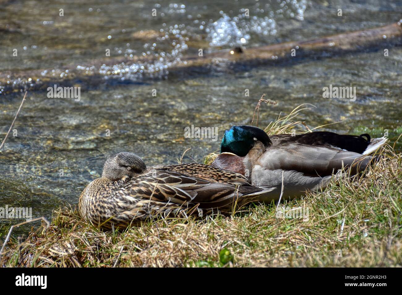 Stolzieren hi-res stock photography and images - Alamy