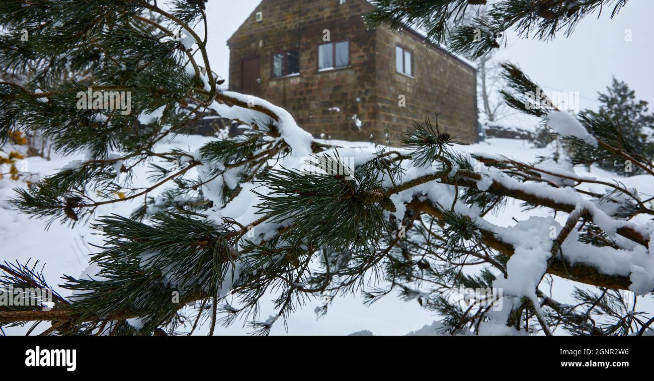 Snow laden branches on a young Scots Pine Fir tree after a heavy ...