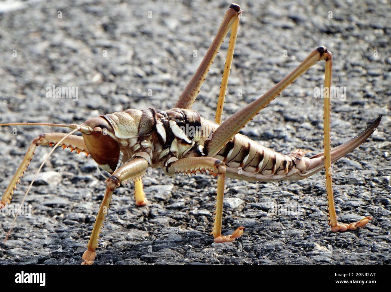 Closeup shot of a big spider Stock Photo - Alamy
