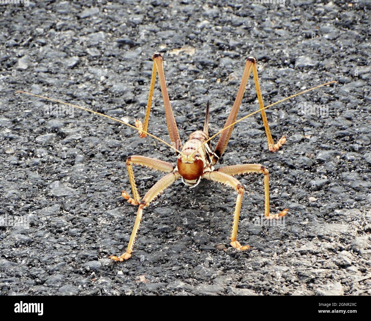 Closeup shot of a big spider Stock Photo - Alamy