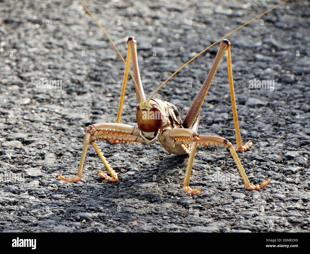 Closeup shot of a big spider Stock Photo - Alamy
