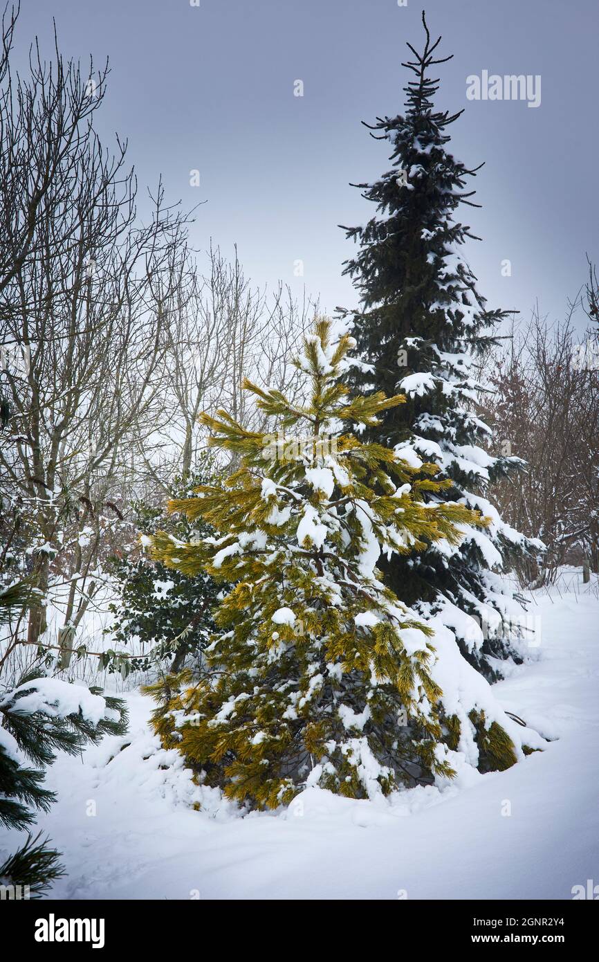 Fir trees after a heavy snowfall Stock Photo - Alamy