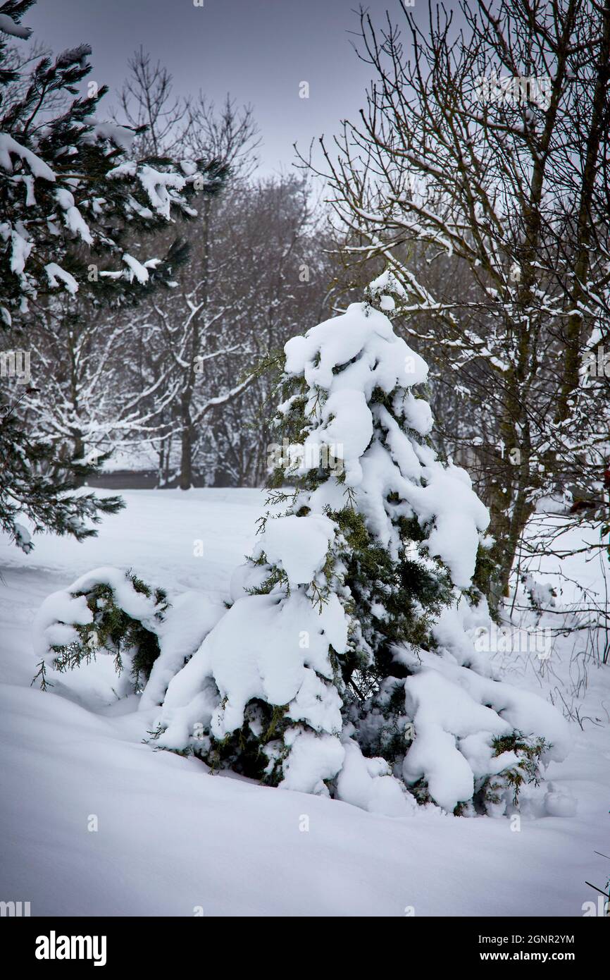 Heavy snowfall trees branches covered hi-res stock photography and ...