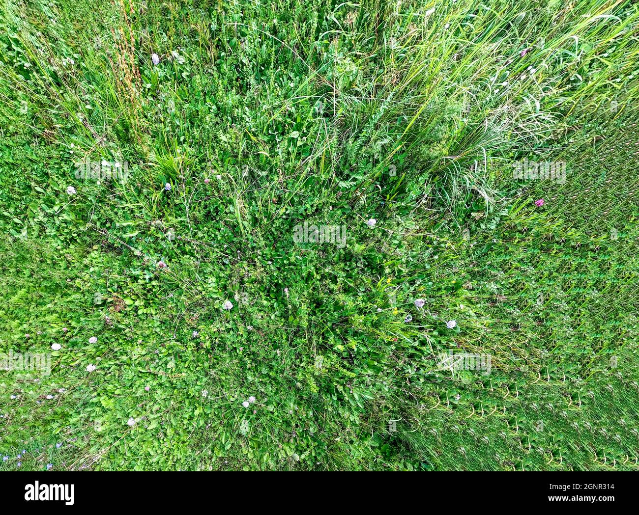 Top view of green grass Stock Photo - Alamy