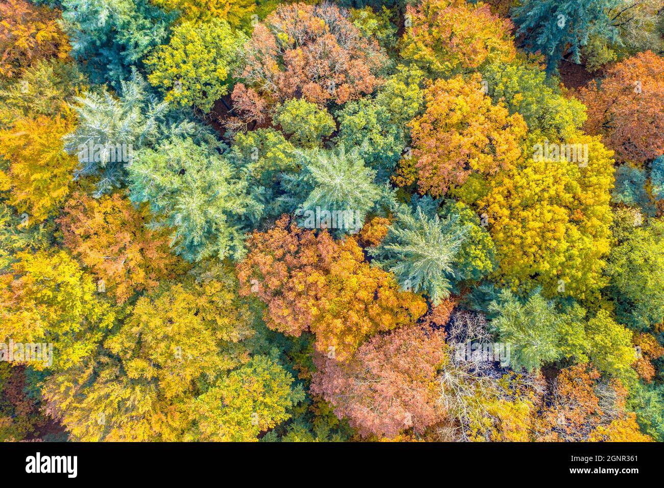 Aerial top down view of mixed forest in autumn colors. Gasselte ...