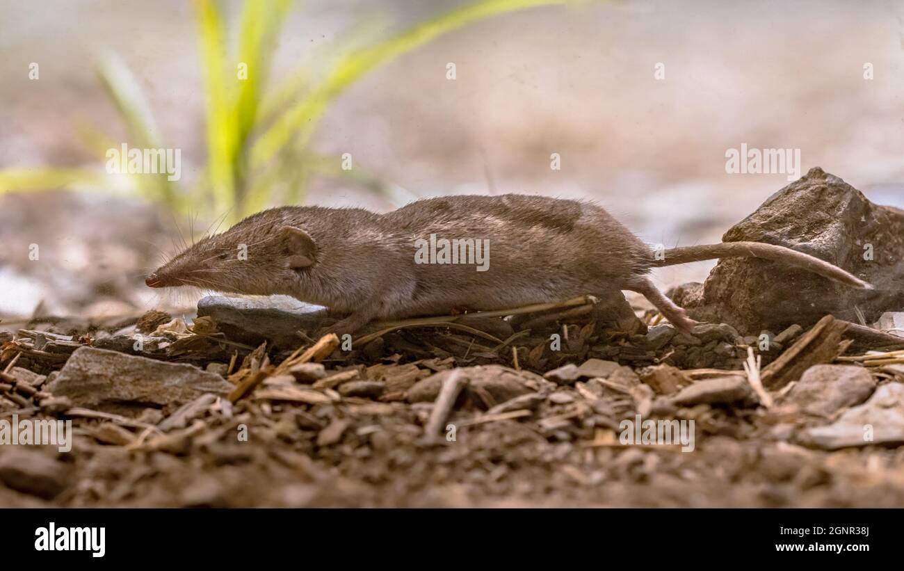 Lesser white-toothed shrew (Crocidura suaveolens) in natural habitat ...