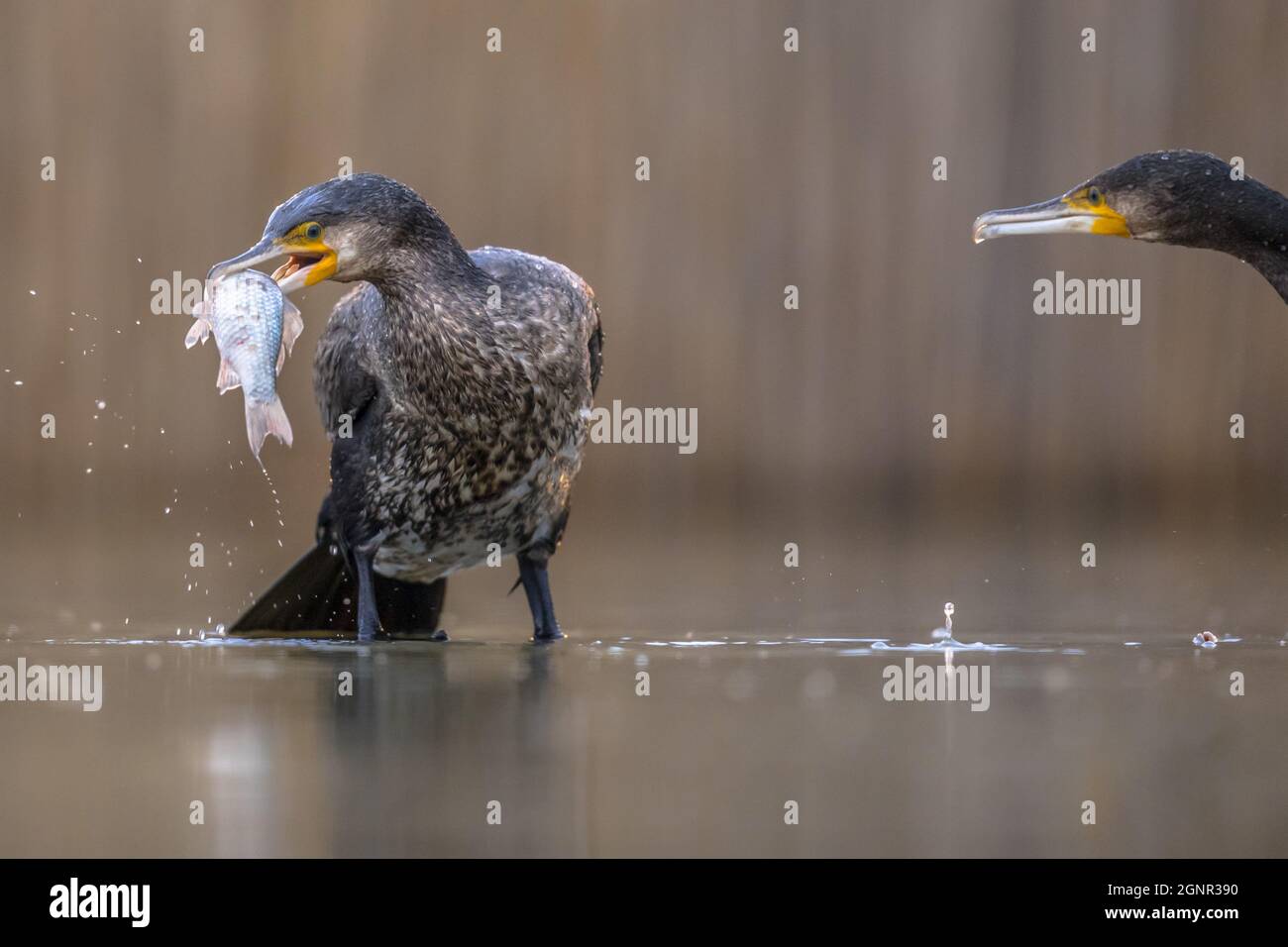Black fish eating bird in hi-res stock photography and images - Alamy