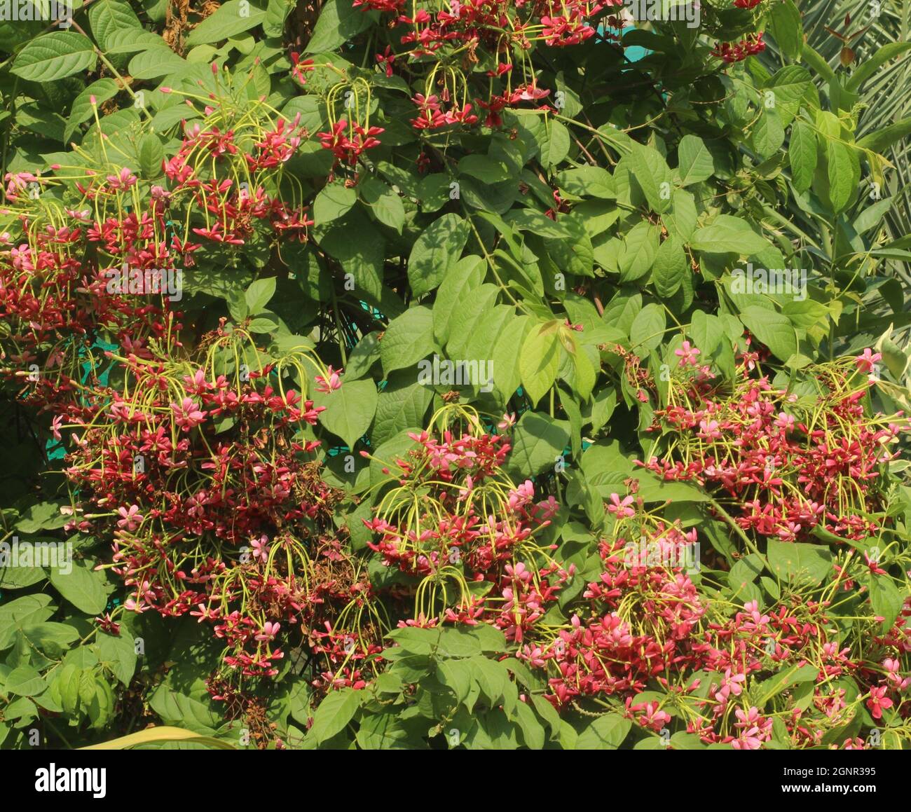 Combretum indicum, also known as the Rangoon creeper Stock Photo - Alamy