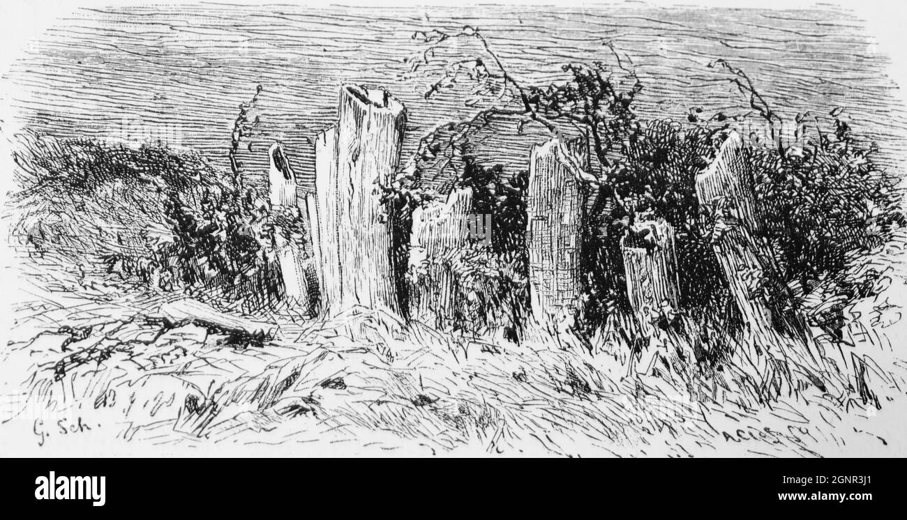 Bones whale bones hi-res stock photography and images - Alamy