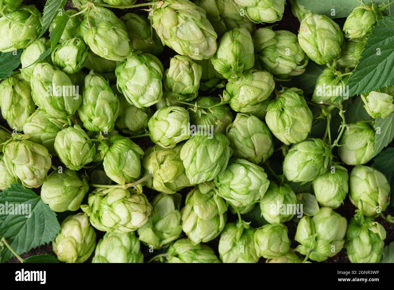 green hops background. Beer brewery concept Stock Photo - Alamy