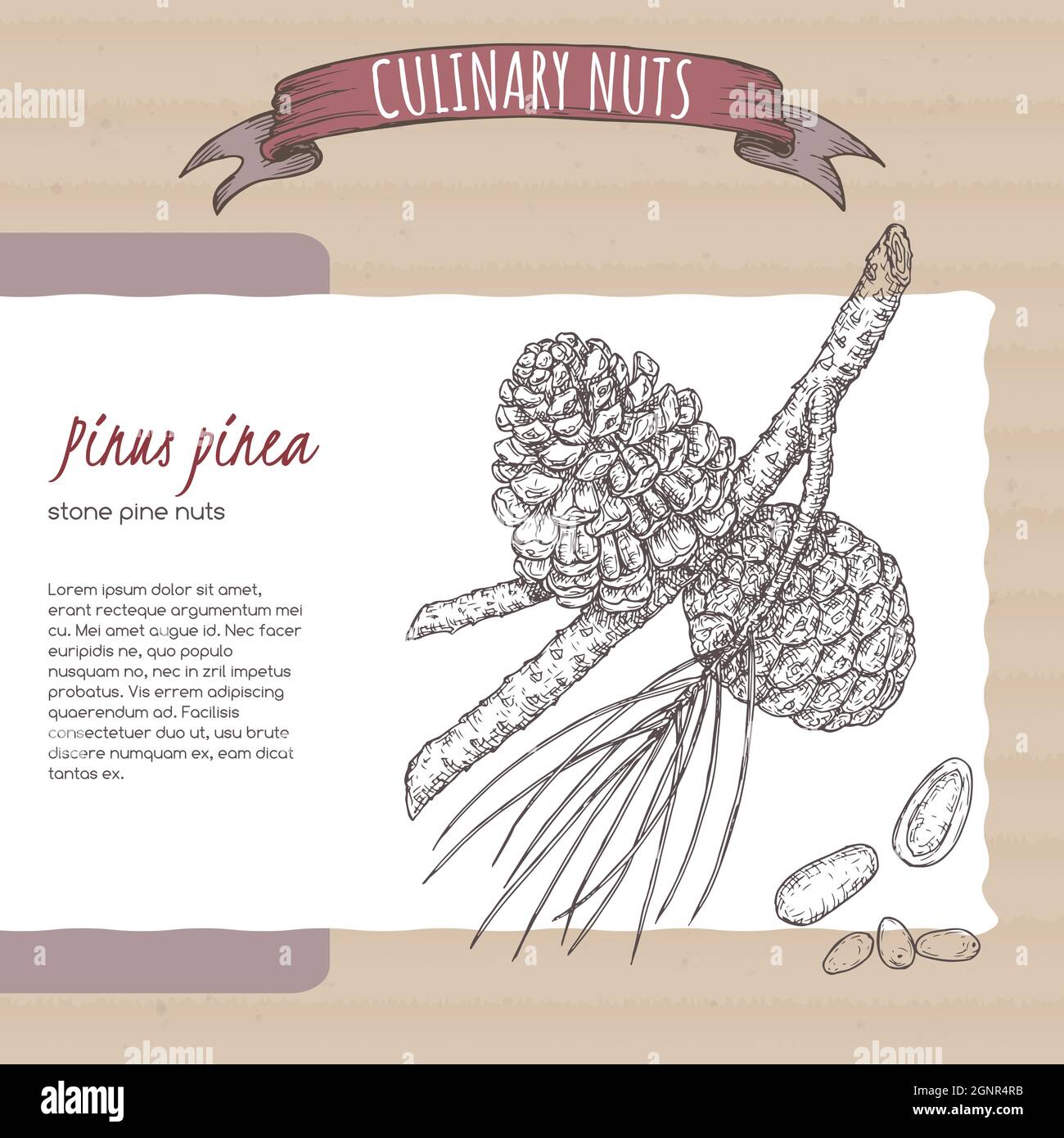 Pinus pinea aka stone pine branch and nuts sketch on cardboard ...