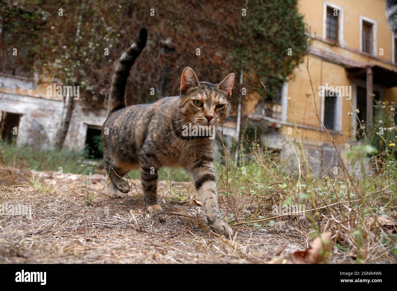 Visit to the former mental hospital of Santa Maria della Pieta'. The ...